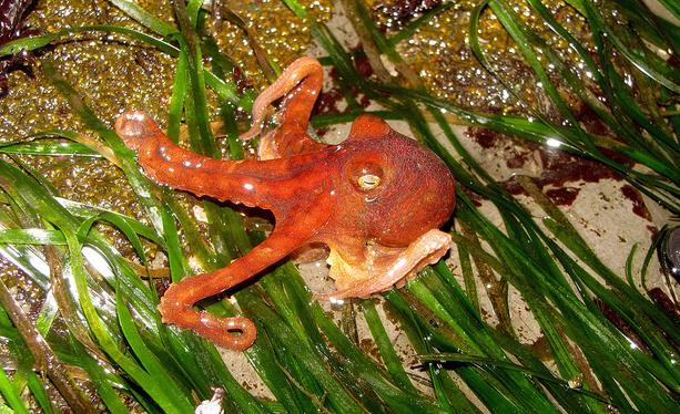 Marine Life: East Pacific Red Octopus
