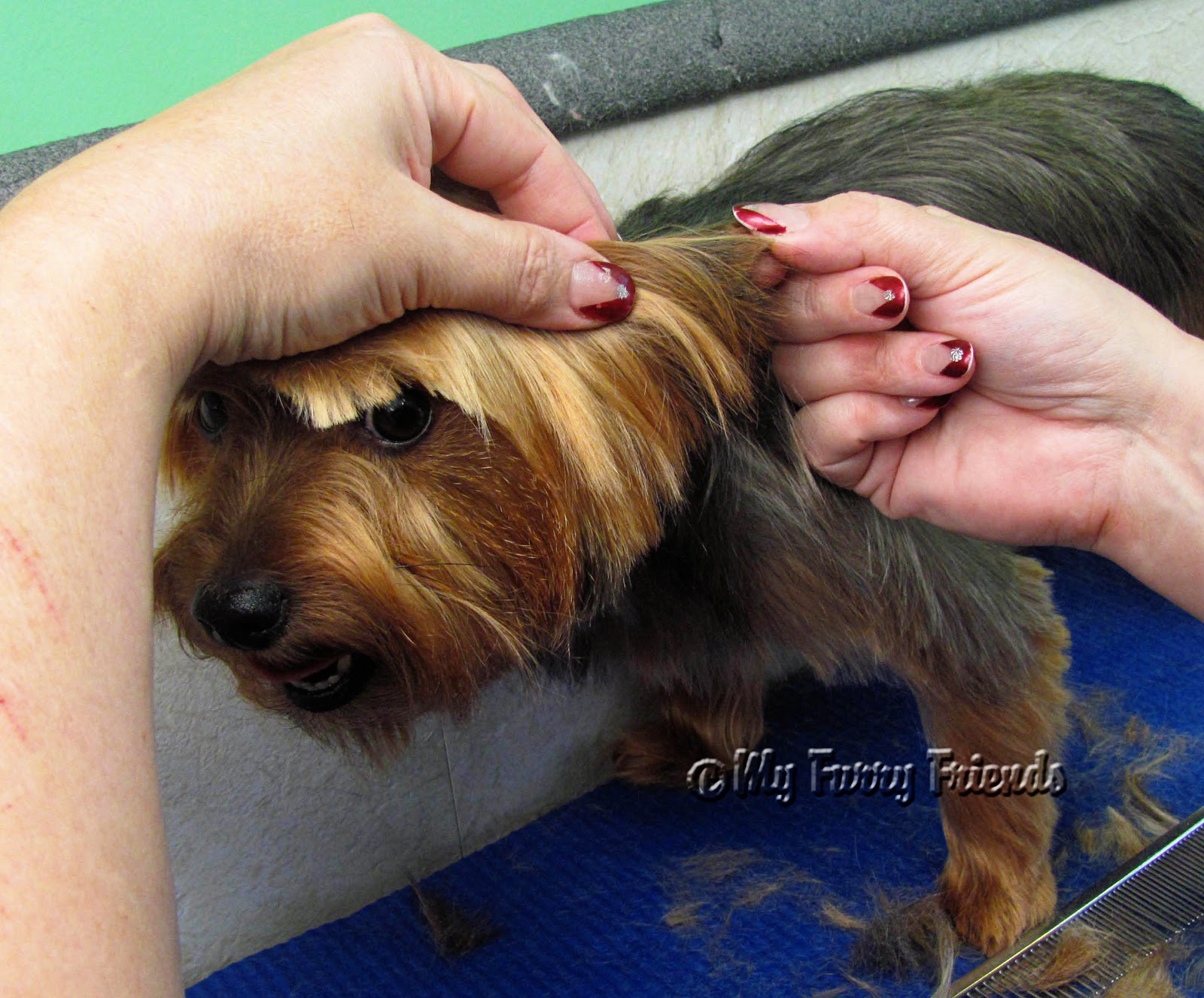 Pet Grooming: The Good, The Bad, & The Furry: Yorkies