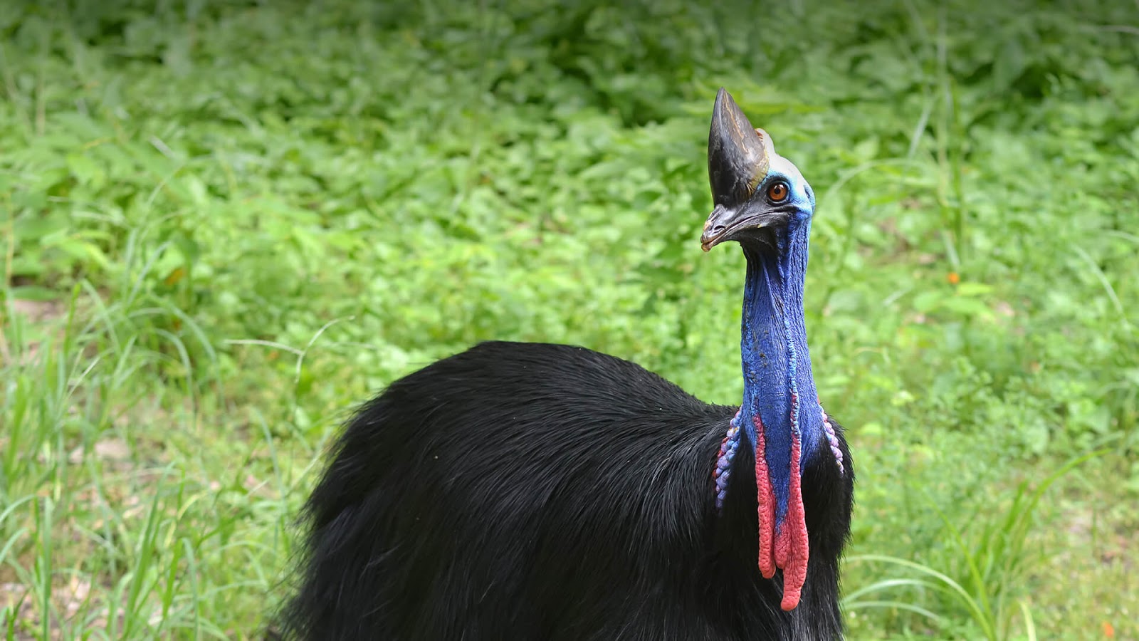 CASSOWARY photos - wallpapers (ανανεωμένο) | the fun bank