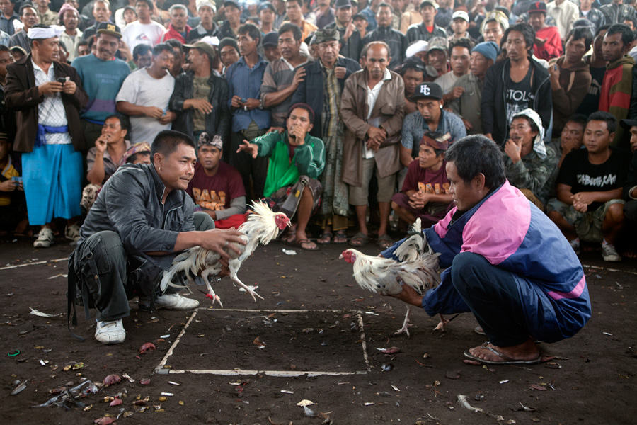 Pix Grove: Balinese Rooster Fight