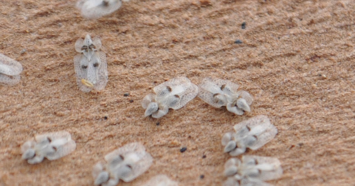 ZOOTOGRAFIANDO (6.096 ANIMALS): TIGRE DEL PLÁTANO (Corythucha ciliata)