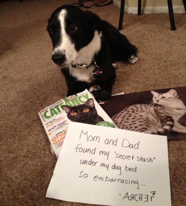 The animal zone: I pooped, I am disgusting! Badly behaved dogs named ...