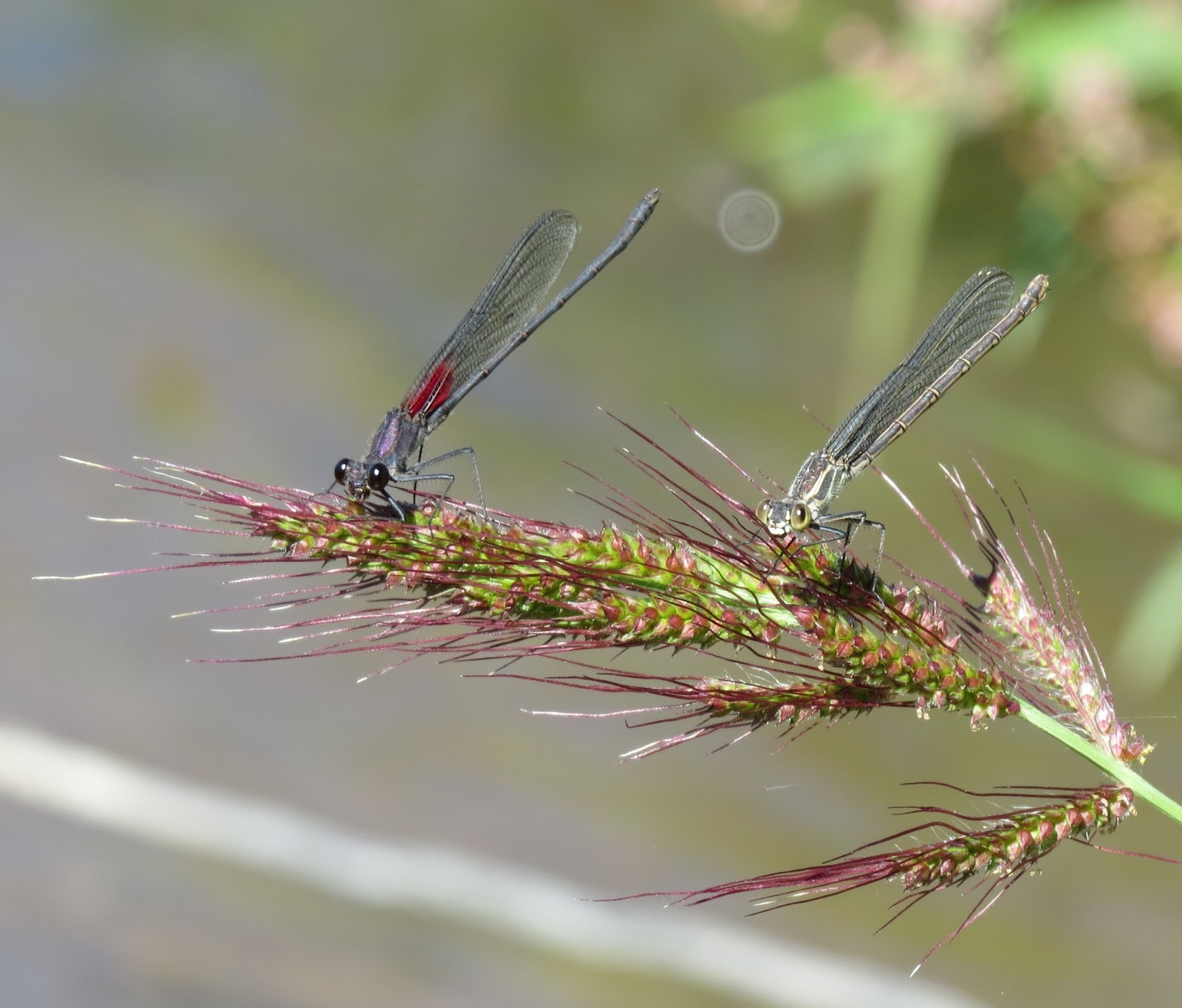 Bug Eric: New Mexico Dragonfly Blitz - Day 3