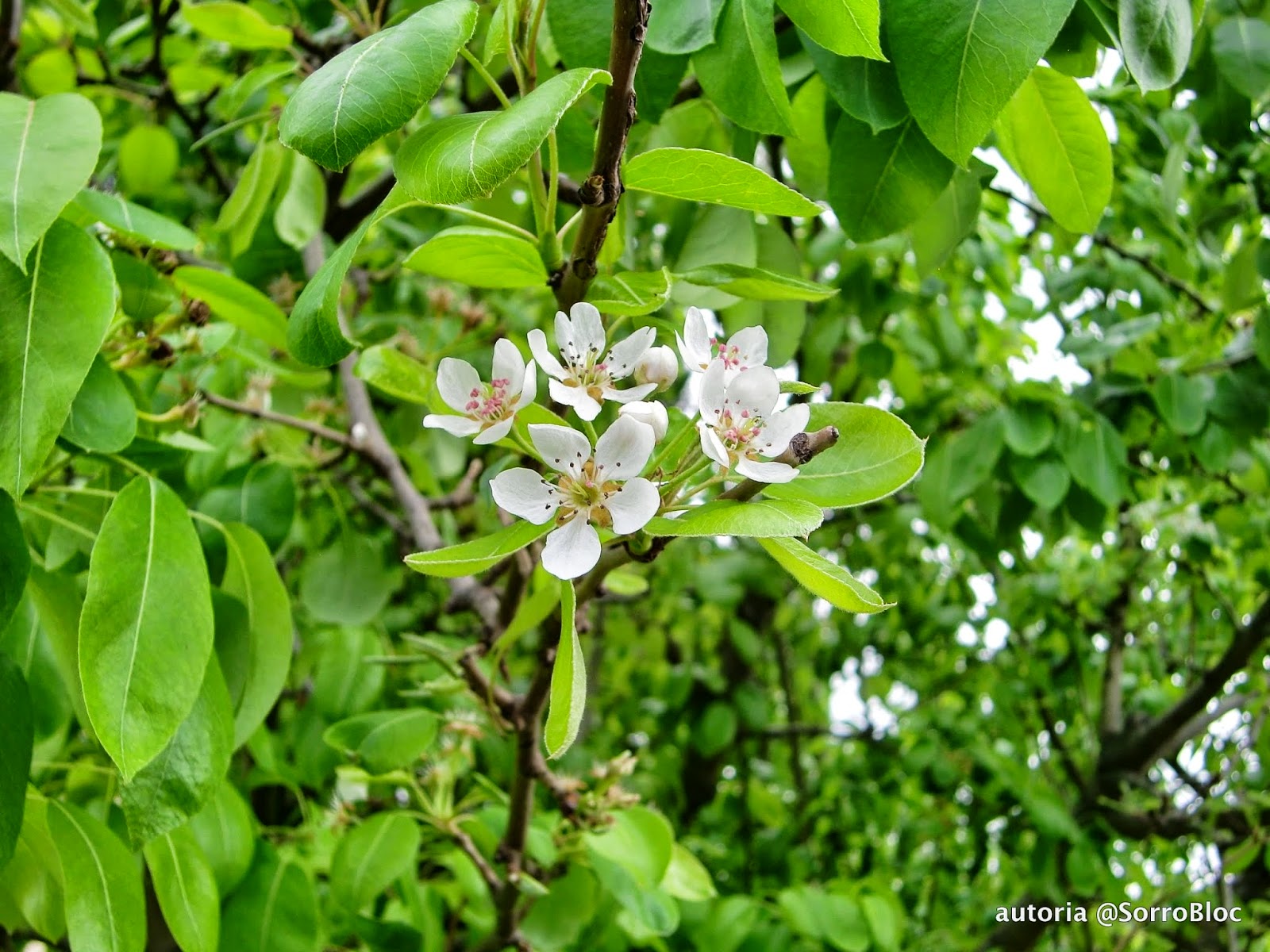 SorroBloc: STILO - GERACE, i la Calàbria en primavera... (01)