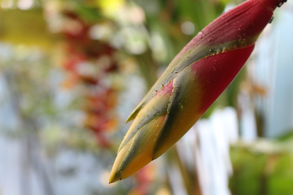 Radio Patujú 95.2 FM: GALERÍA DE FOTOS EL COLOR DEL PATUJÚ CUANDO LLUEVE