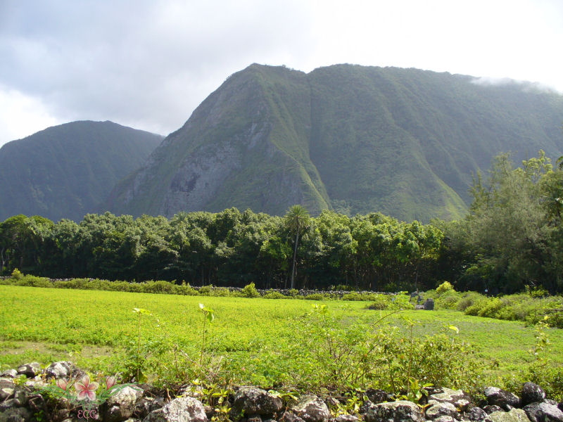 A Catholic Mom in Hawaii: Feast of St. Damien of Molokai - Photos and ...