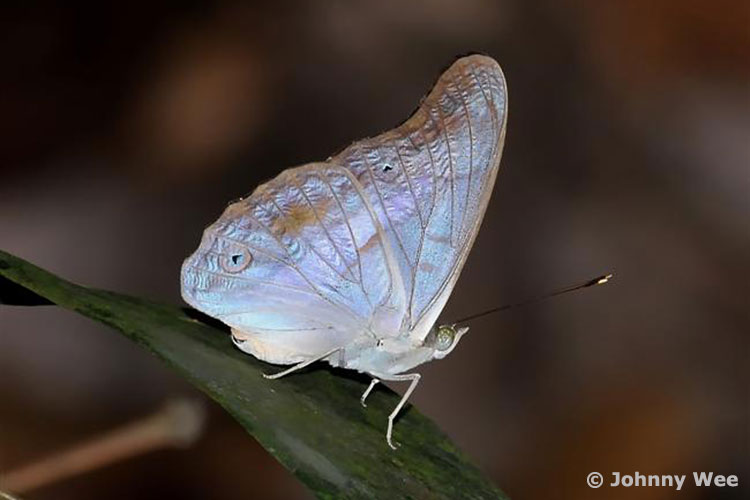 Butterflies of Singapore: Butterfly of the Month - February 2011