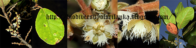 Biodiversity of Sri Lanka: ගල් වෙරළු[Gal veralu](Elaeocarpus subvillosus)
