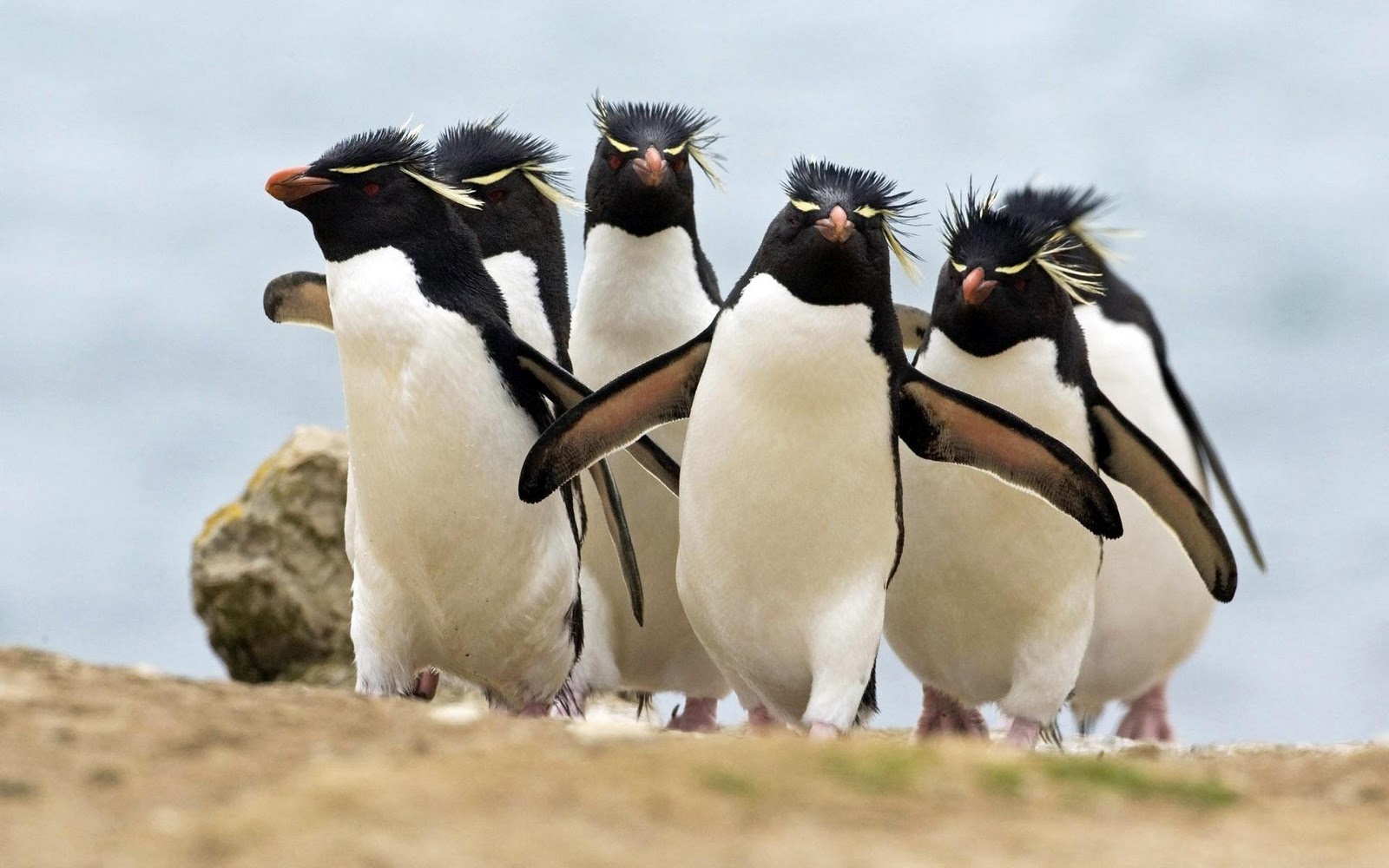 Crested Penguin | Info-Facts and Photos | The Wildlife