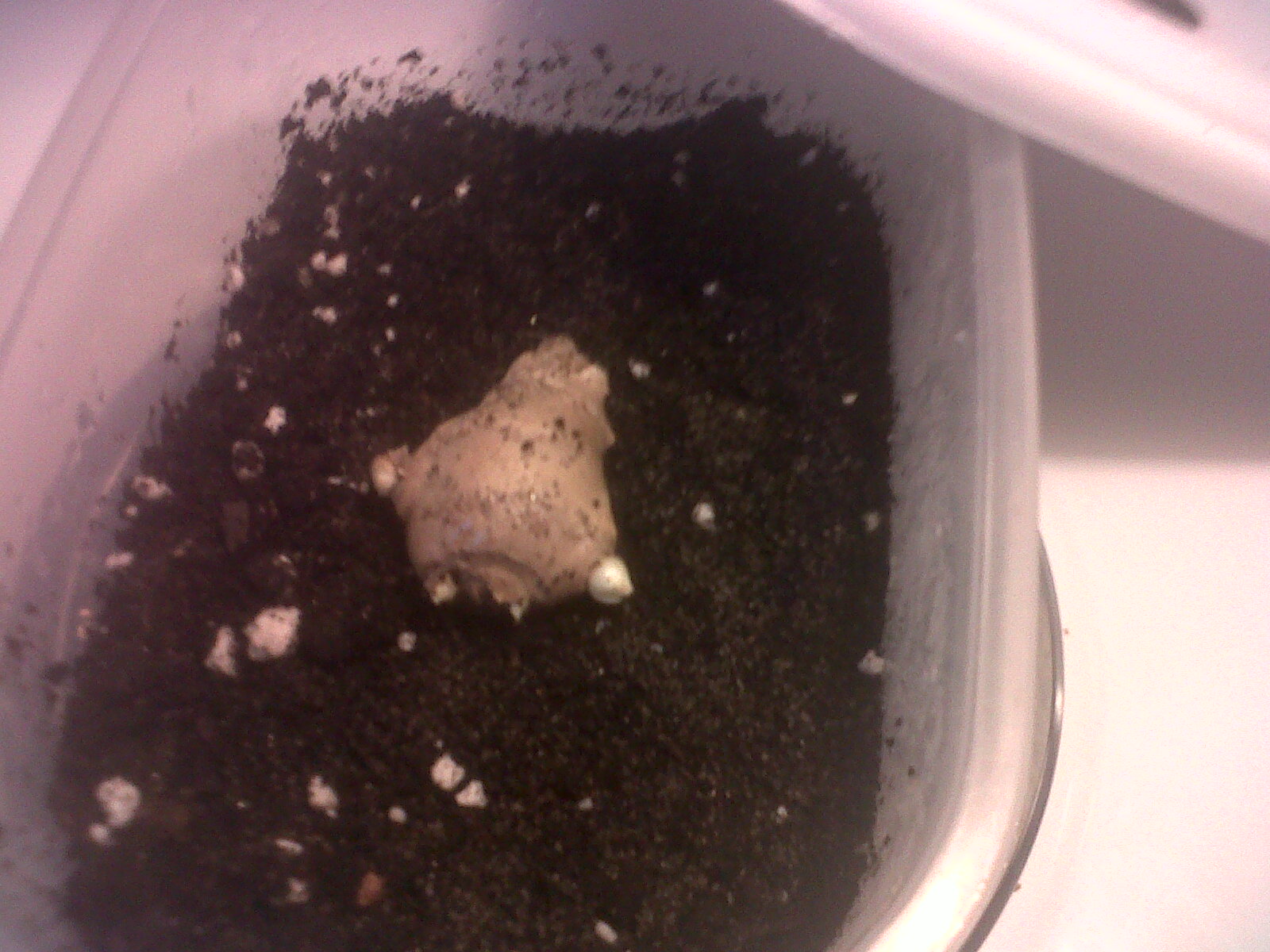 Live, Love, Climb!: Ginger Propagation