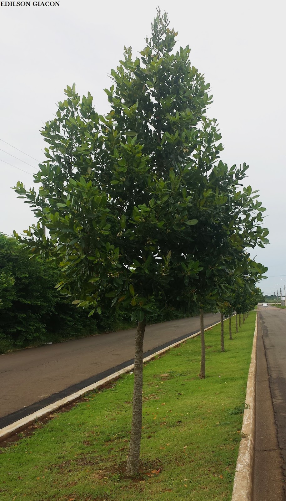 Viveiro Ciprest - Plantas Nativas e Exóticas: Guanandi ou Jacareúba ...