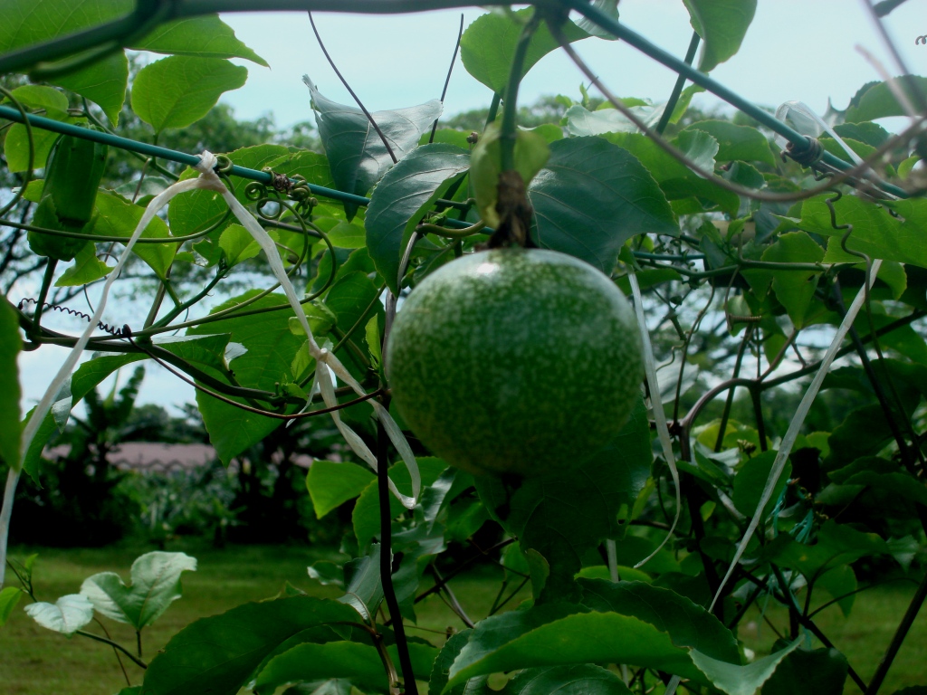 My little vegetable garden: Markisa, passion fruits update 1