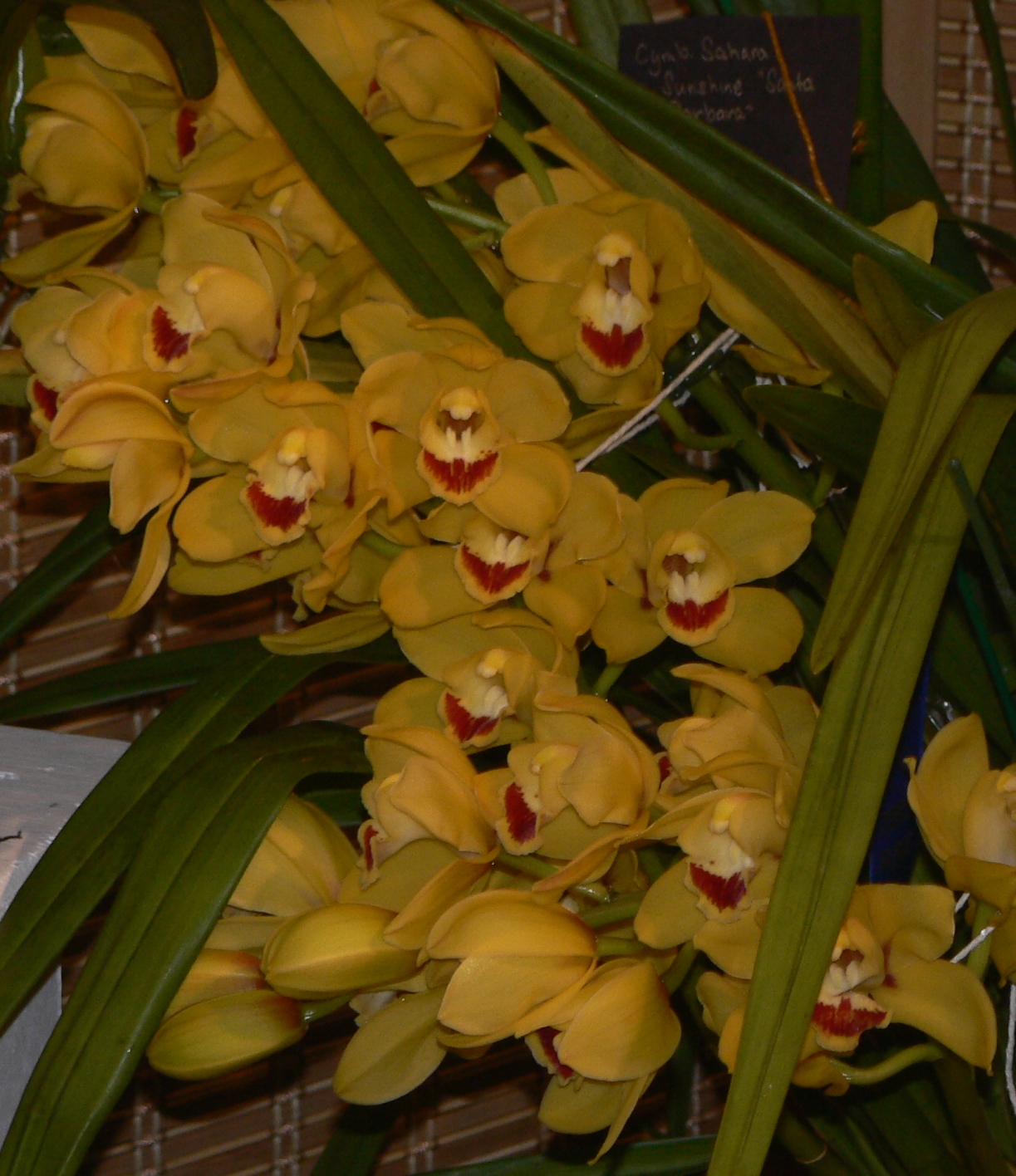 Adventures in Engineering: Orchids