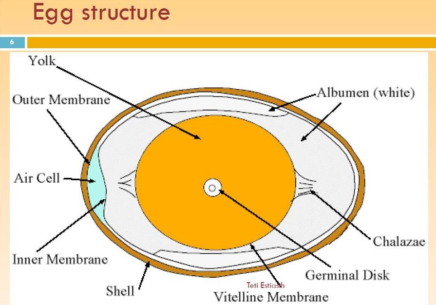 Telur dan Pengocokan - Elinotes review