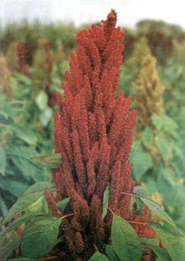 VISIÓN AGROECOLÓGICA: SI importa un Bledo