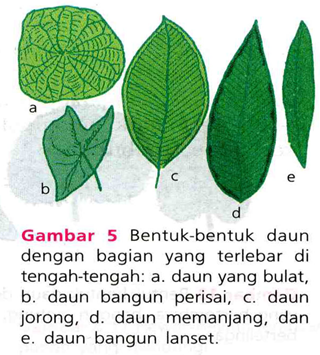 STRUKTUR DAN FUNGSI JARINGAN (ORGAN) PADA TUMBUHAN | Plengor Science