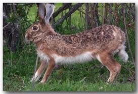 Fauna Patagonia: Liebre (Lepus europaeus)