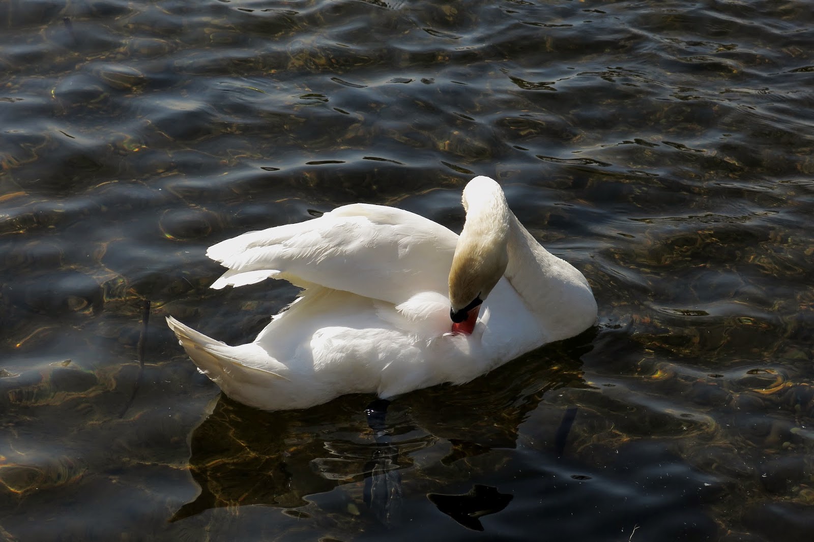 Norman & Norma - A Swan Love Story