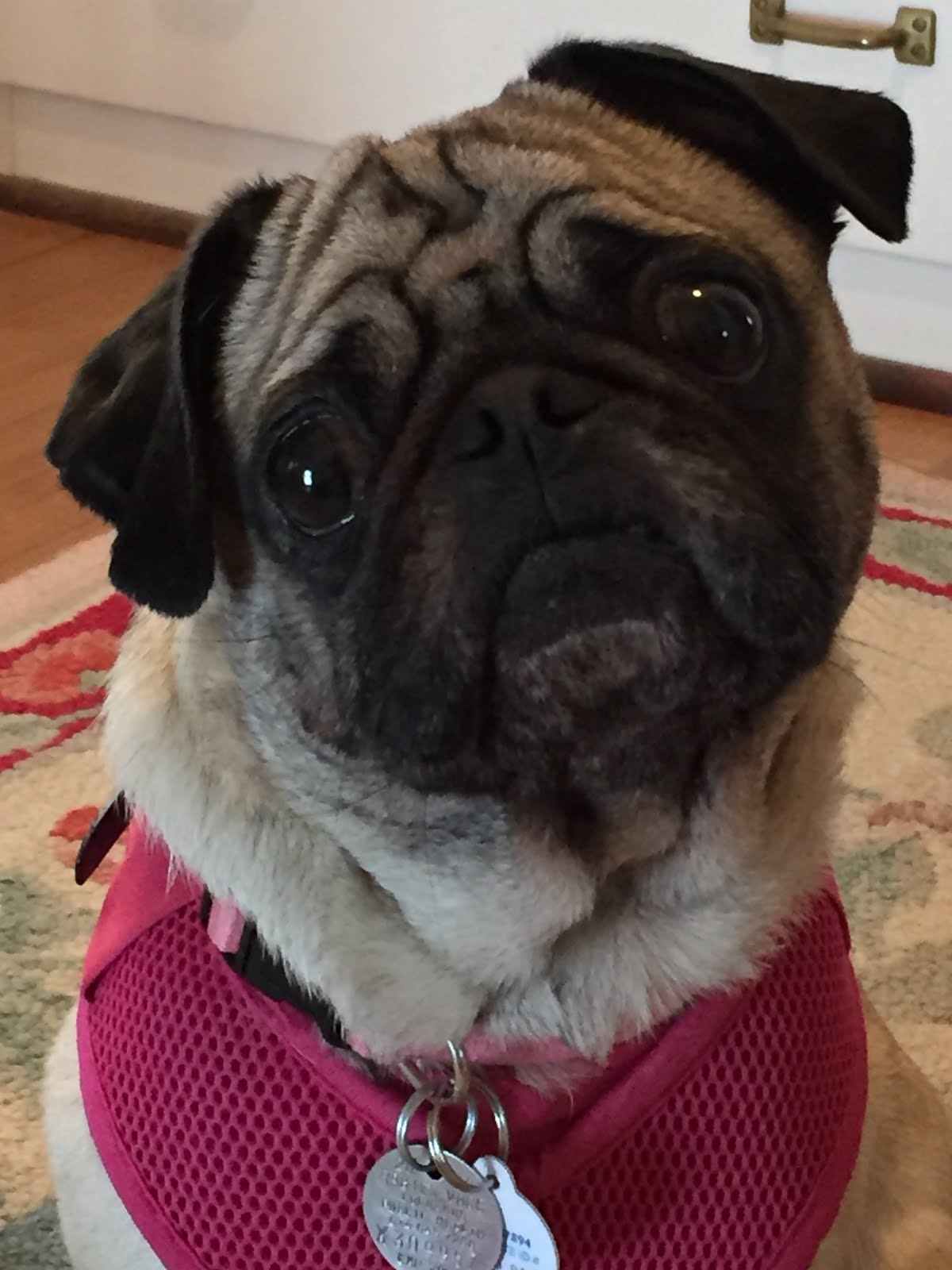 Rugs and Pugs: A Handy Dandy Hooking Tip