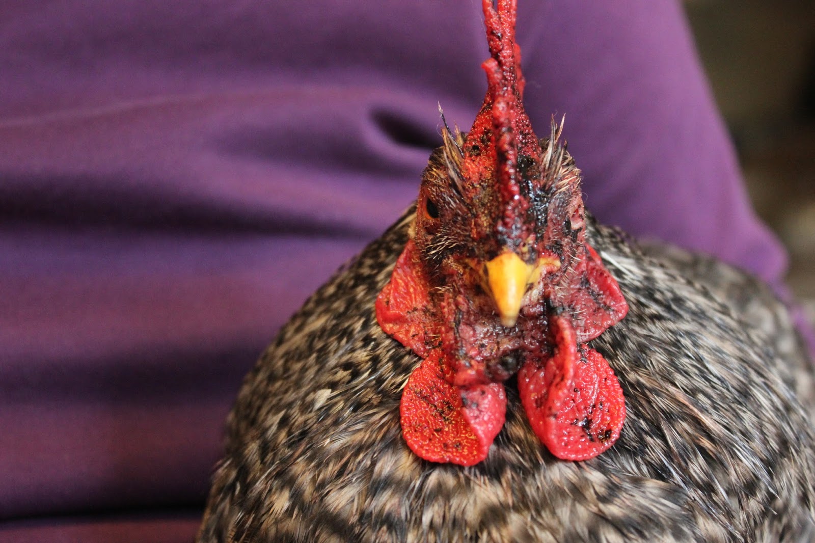 Treating wounds, cuts and abrasions - first aid for organic poultry ...