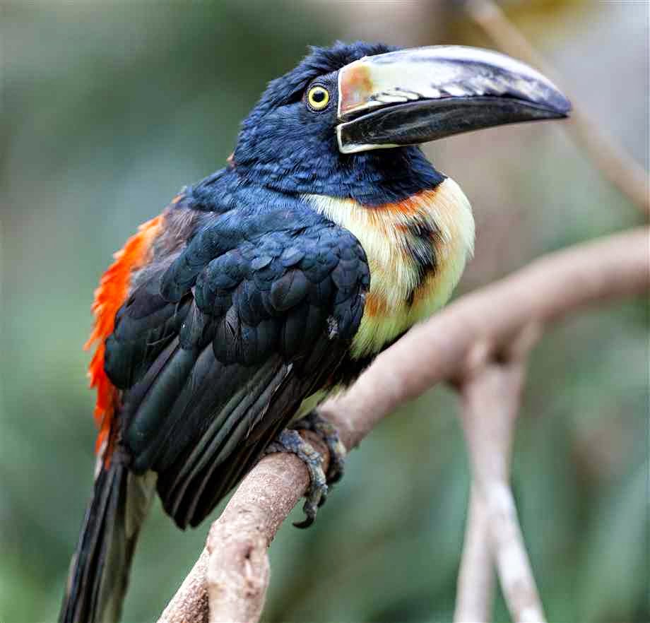 ARACARI BIRD photos - wallpapers | the fun bank