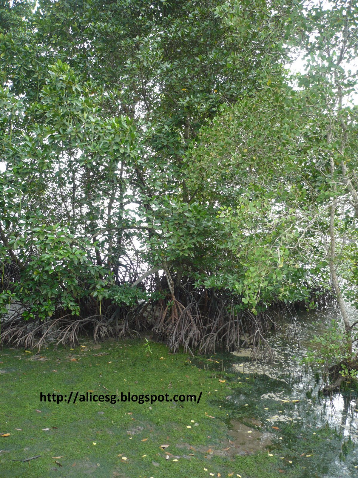Alicesg-Singaporemyhome: Pulau Ubin - Mangroves and attap chee