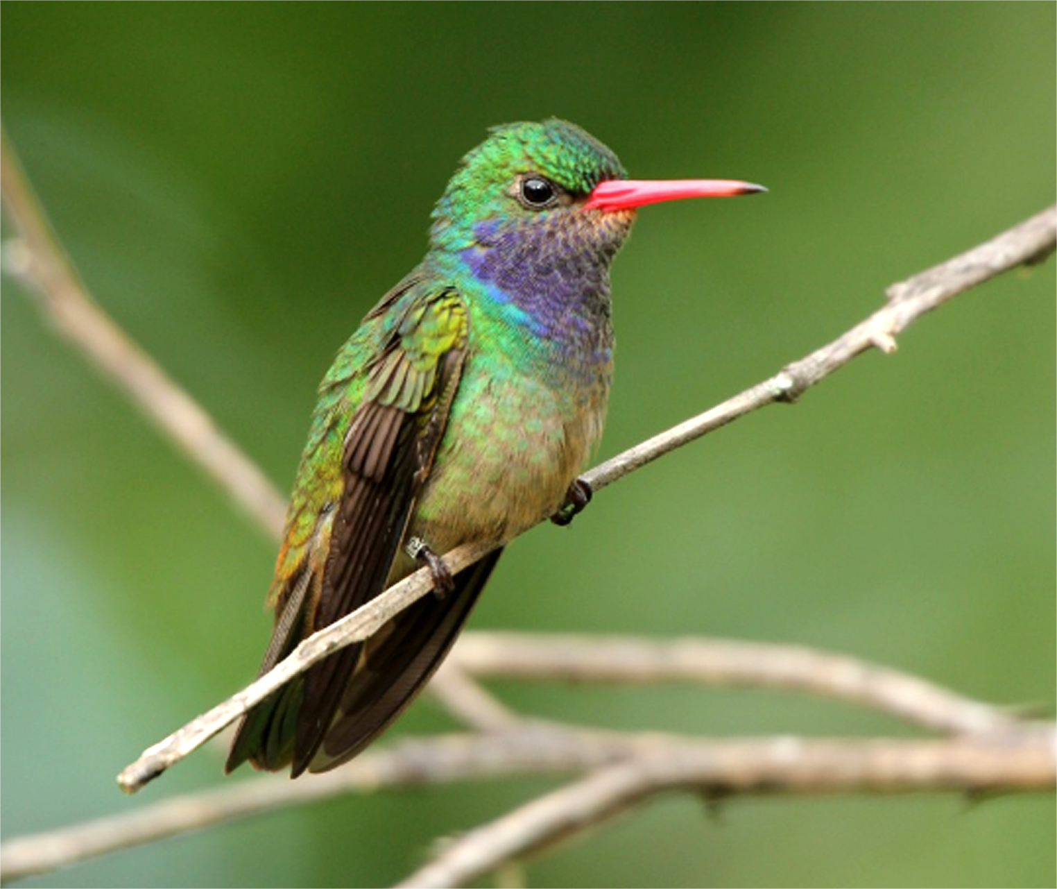 COLIBRIES: LISTADO FOTOGRÁFICO (los más emblemáticos en América)Fuente ...