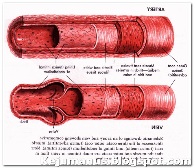 Apakah perbezaan di antara arteri dan Vena? - Cerita dunia baru