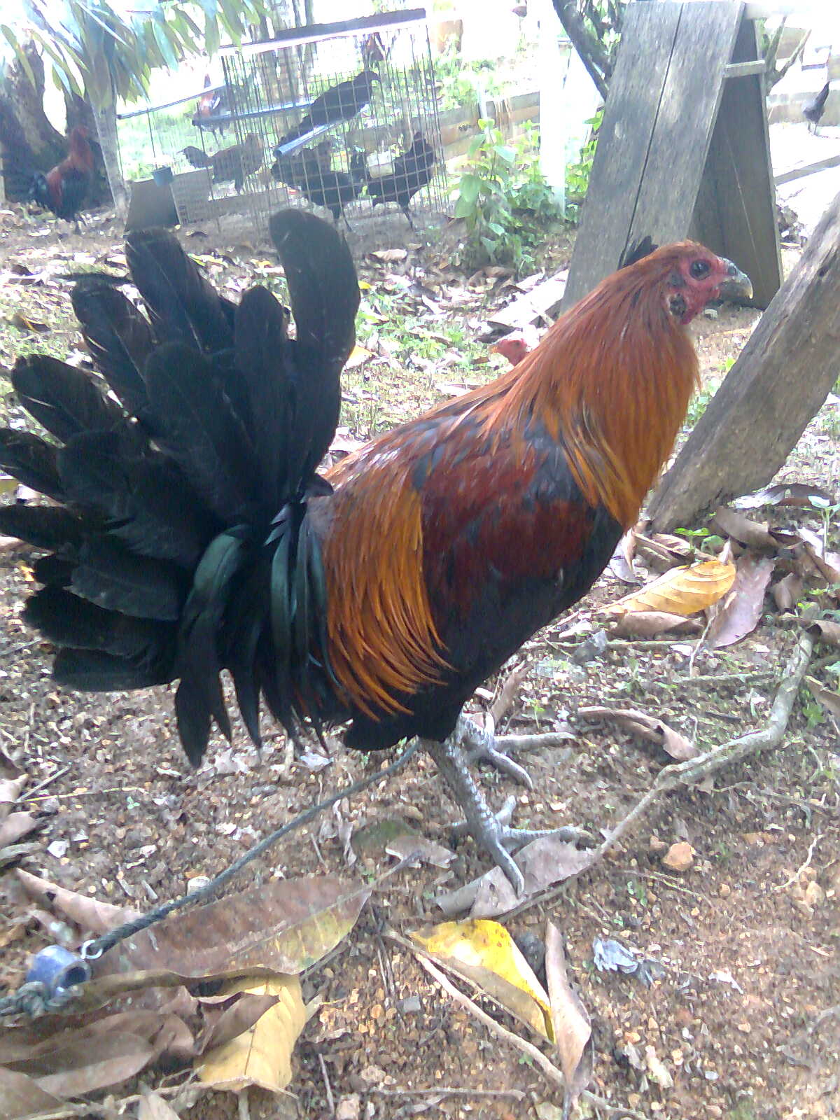 Sarawak Gamefowl Farm: Battlefowl- Stag (17/7/11)
