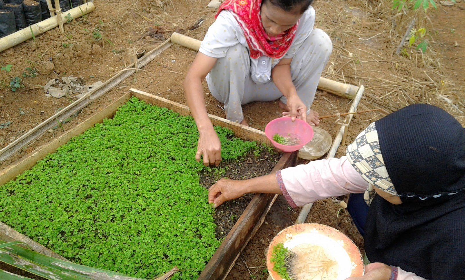 TAHAPAN PEMBUATAN BIBIT SENGON ~ IIS YUNINGSIH