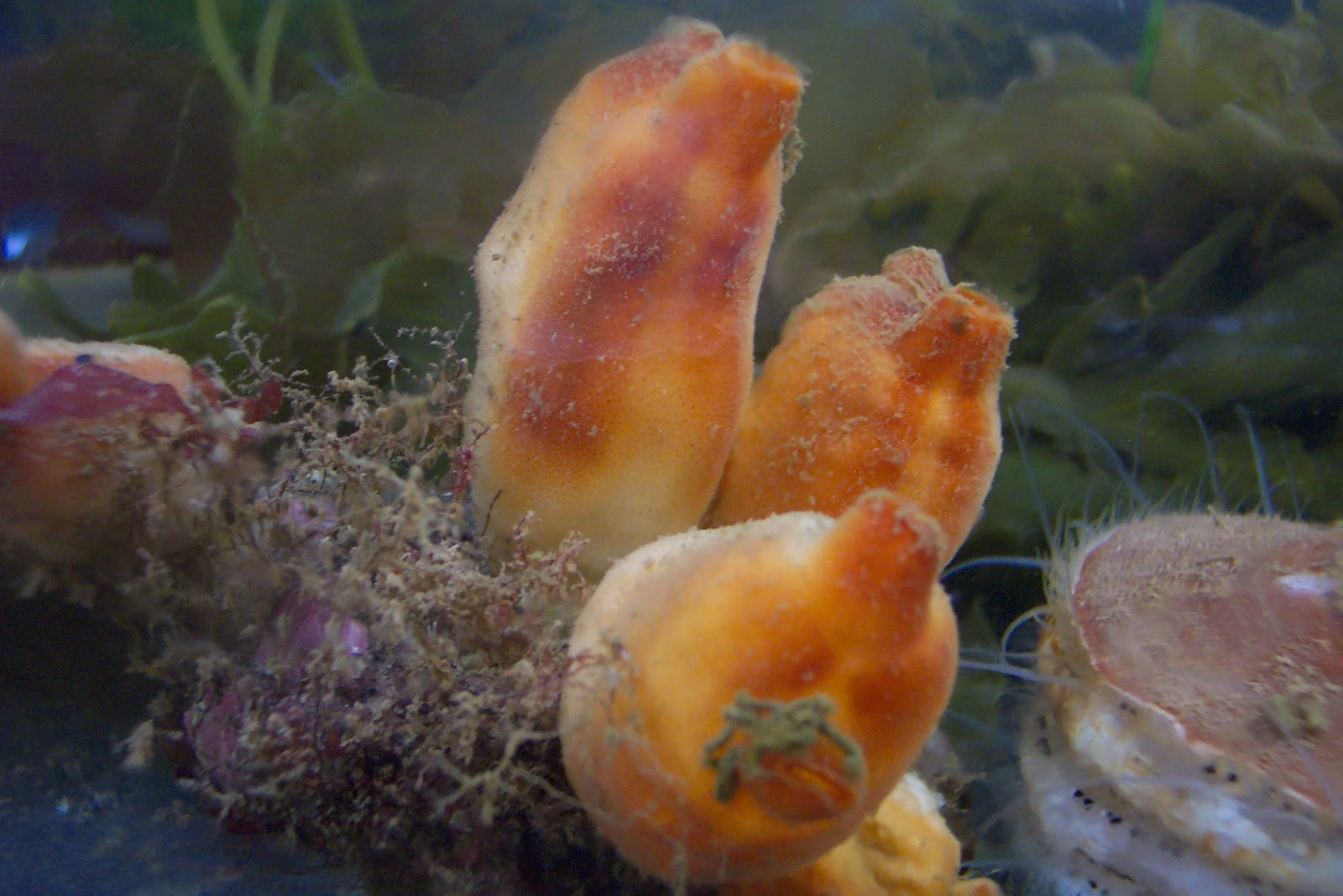 Huntsman Marine Science Centre: Sea Peach