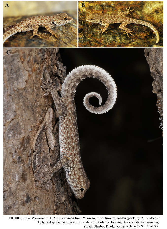 Species New to Science: July 2014