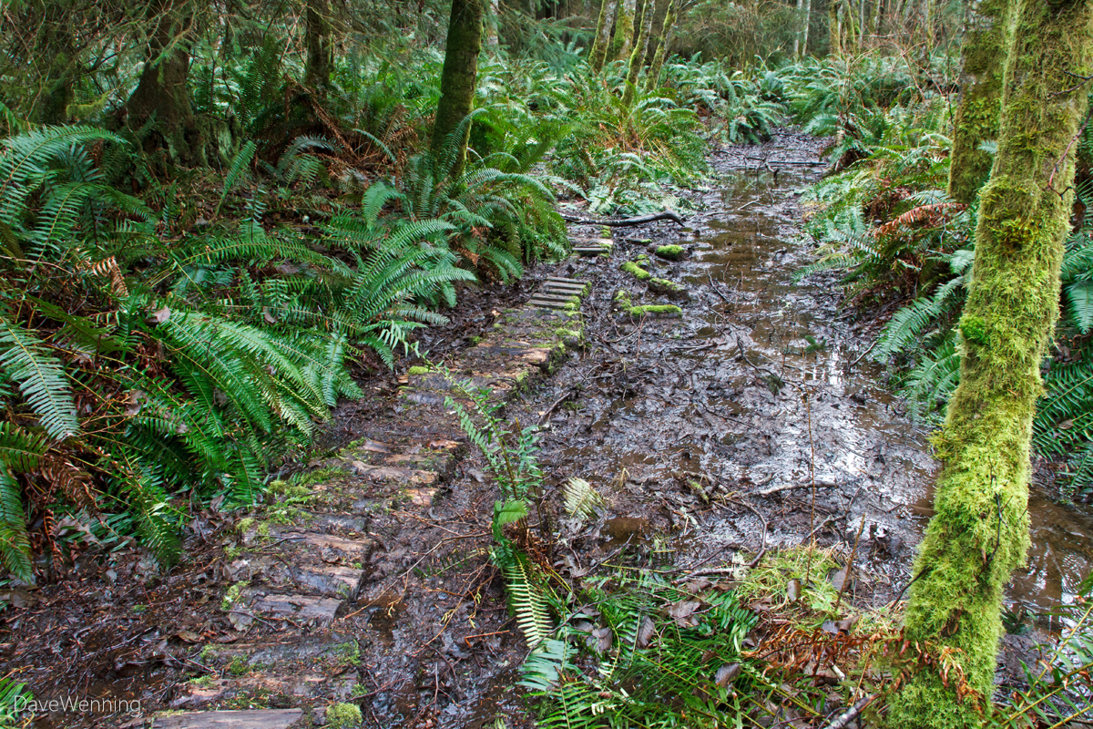 Fern Gully: Exploring a Forest Ecosystem