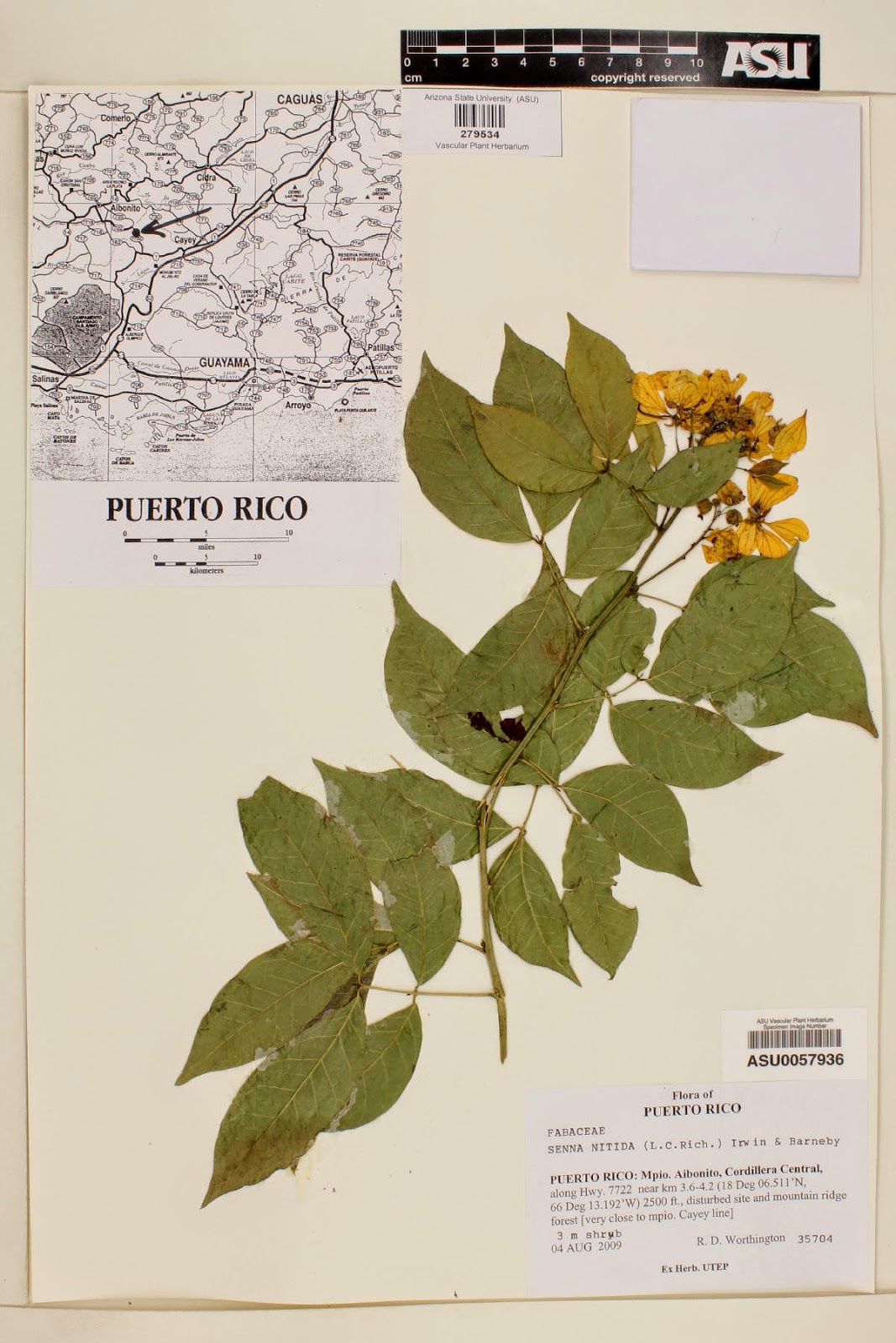 Humedales en Puerto Rico Papo Vives et al: SENNA NITIDA