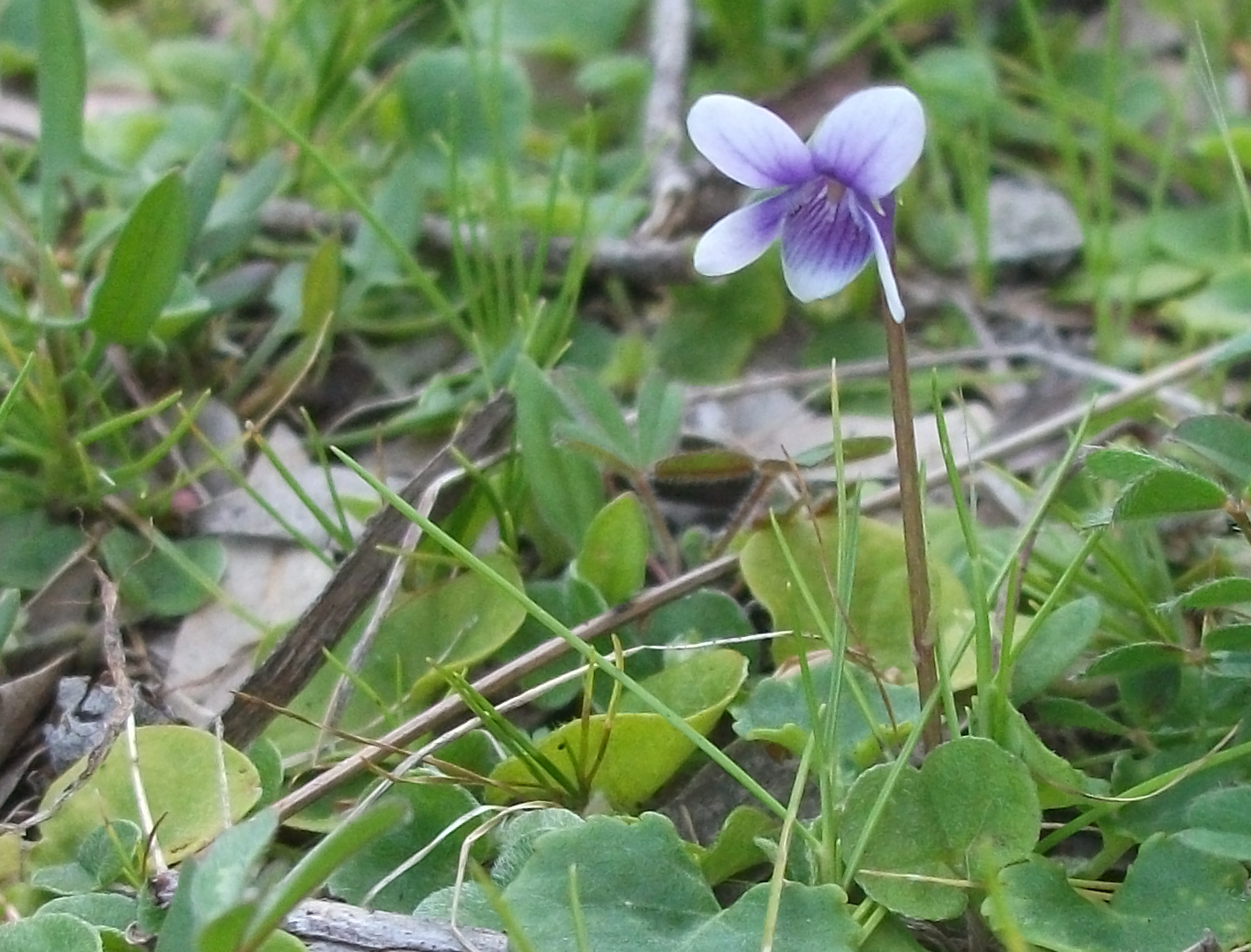 Venus Bay Observation Project: Something To Sing About