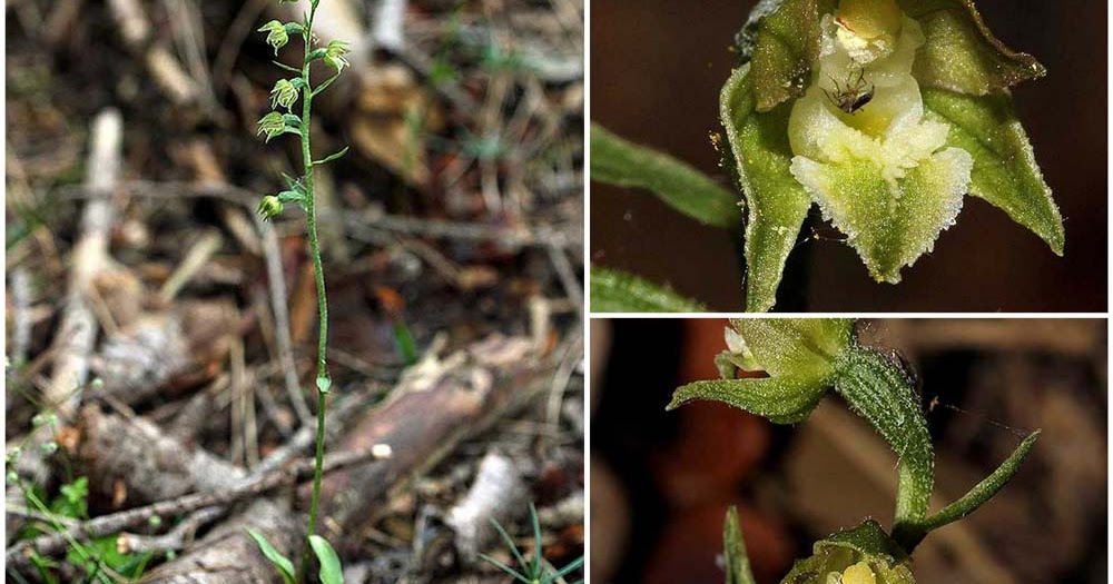 Orchids of Greece: Epipactis microphylla