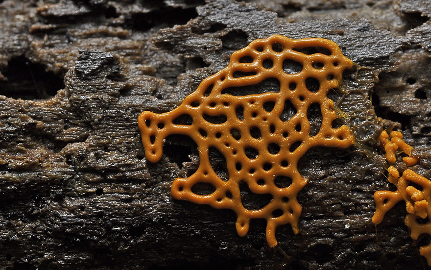 OBRAZY NATURY: Precelek