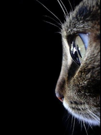 Blog 75: Pour mieux comprendre votre chat-Comment votre chat voit-il ...