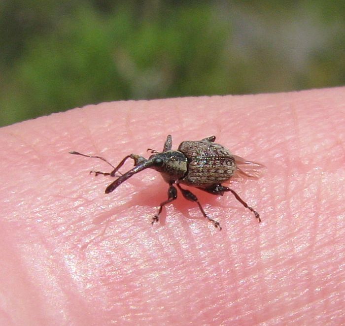 Esperance Fauna: Flower Weevil - Meriphus australis