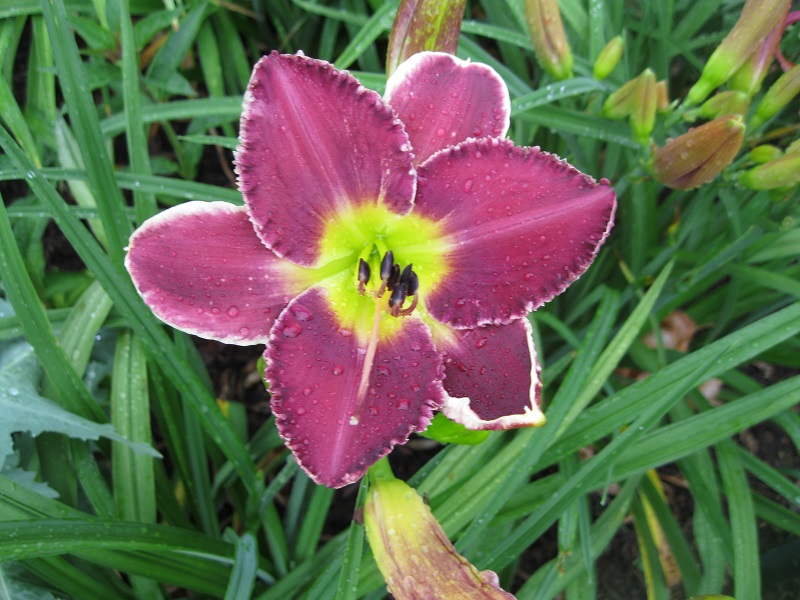 Plants and Stones: Lazarus Lilies