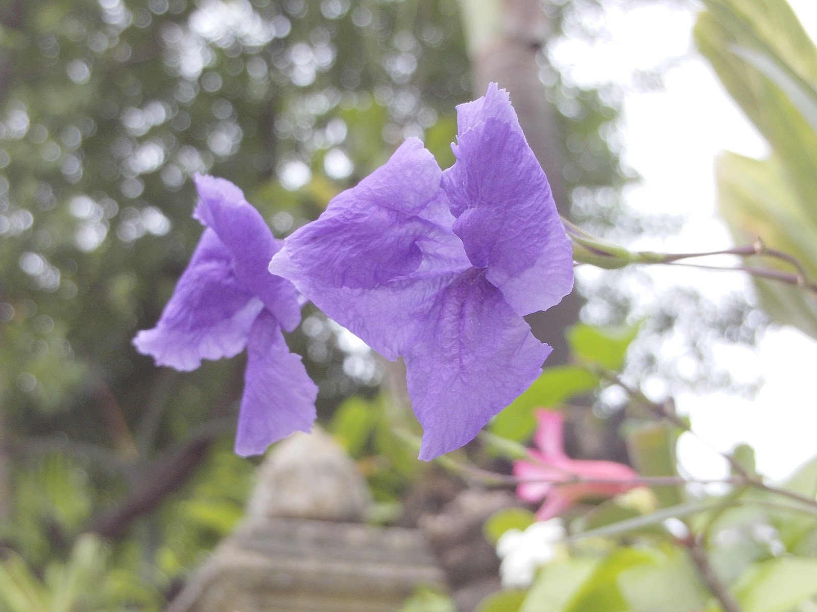 Perkebunan di Nusantara: Lihat kebunku penuh dengan Bunga