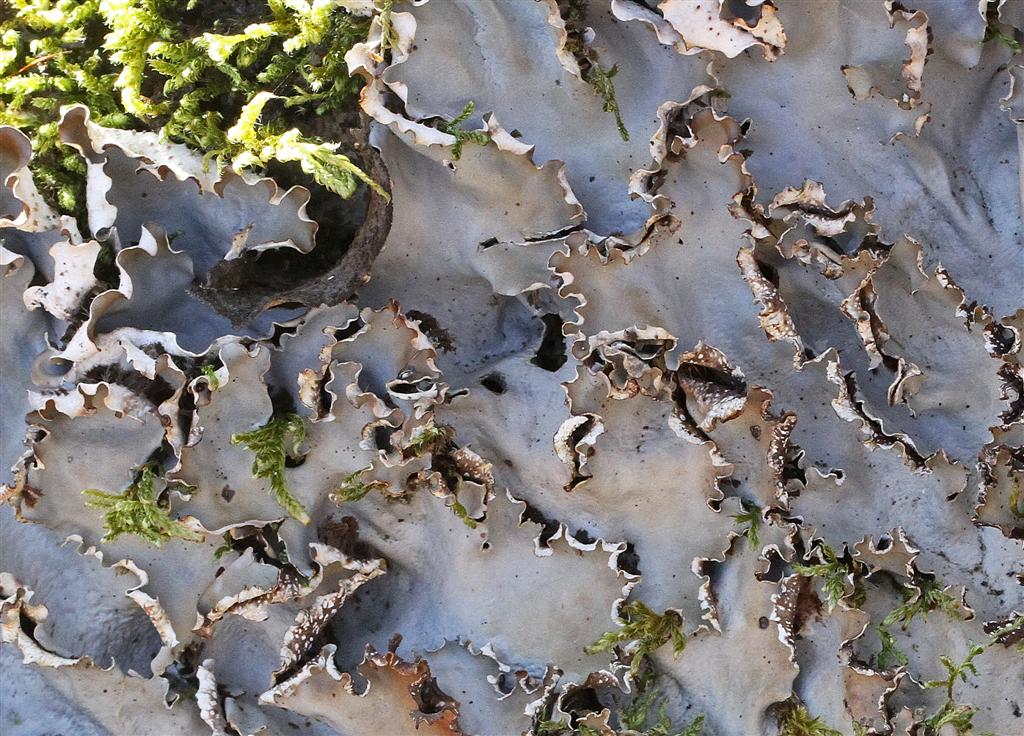 Michael Foley: Natural History ©: A rare lichen in Cumbria: Peltigera ...