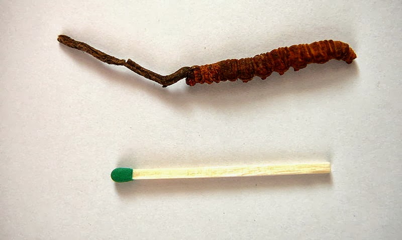 Chinese Medicine Adventures with Damien Bodnarchuk: Chinese herbs and ...