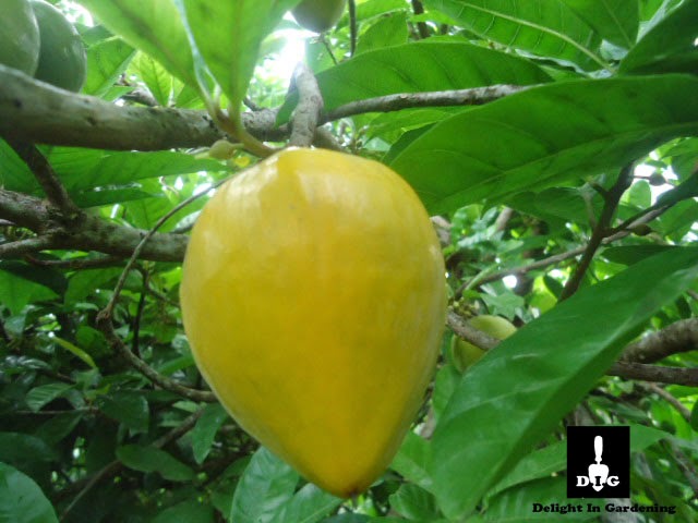 D.I.G THIS!!!: Fruit Feature: Canistel