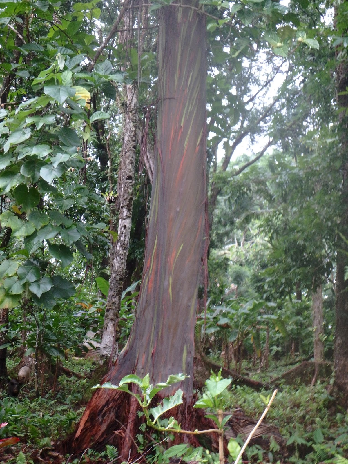 A Peace Corps' Life in Micronesia: A Typical Day in Pohnpei