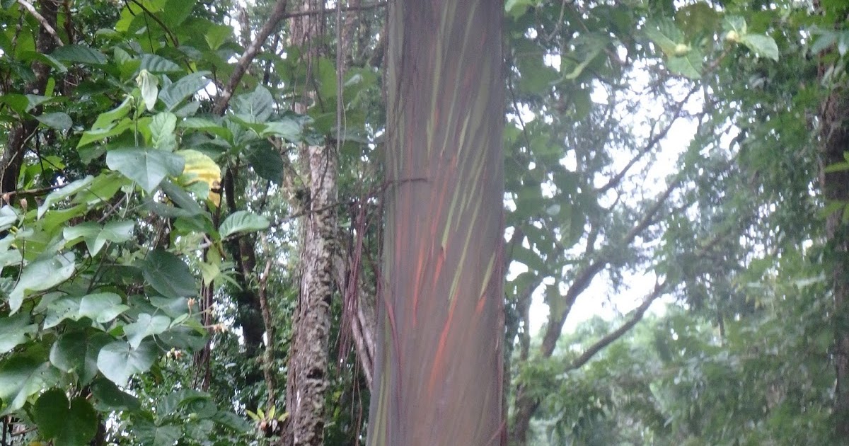 A Peace Corps' Life in Micronesia: A Typical Day in Pohnpei