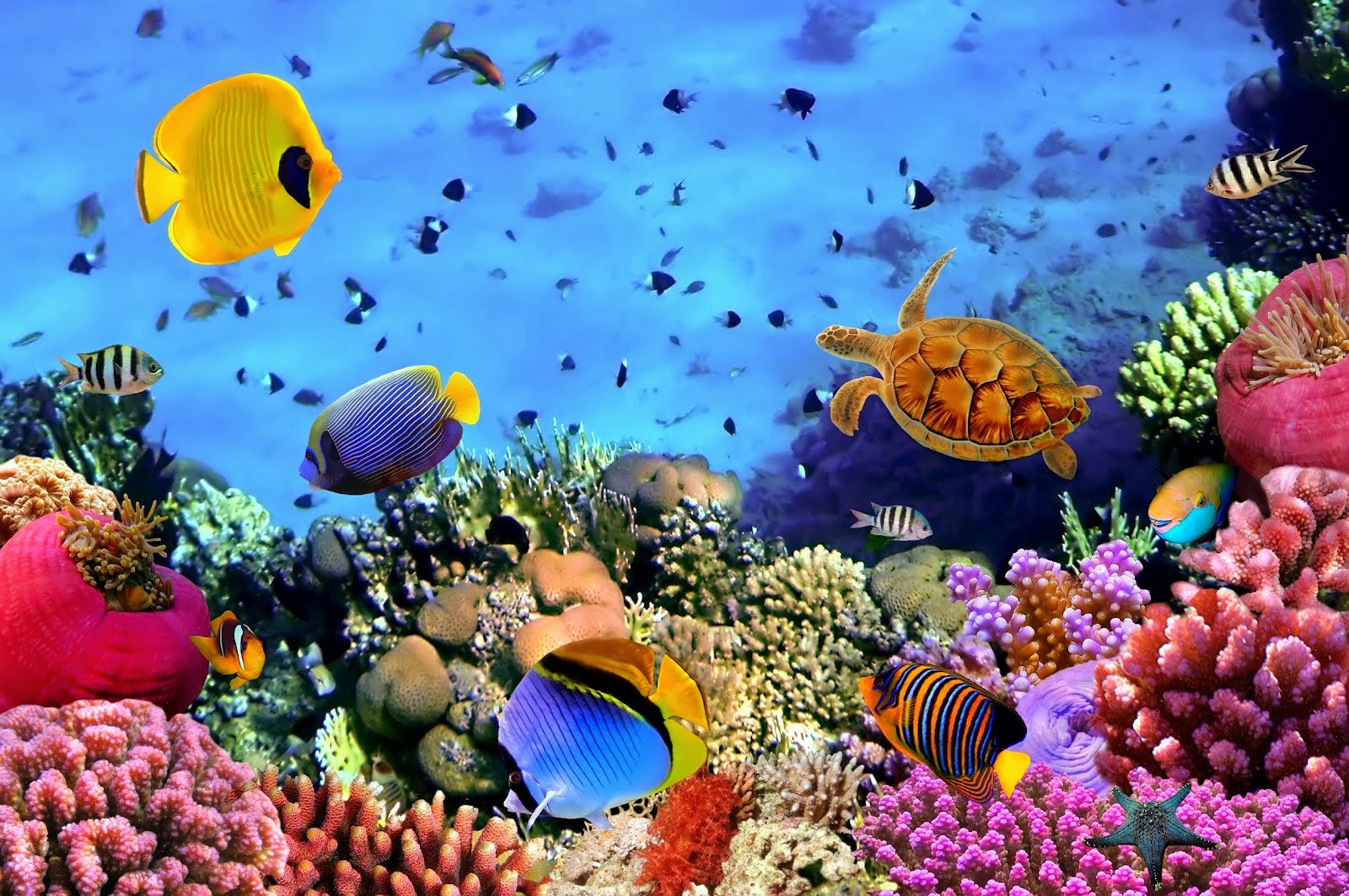 Andy foto natura: Corales marinos