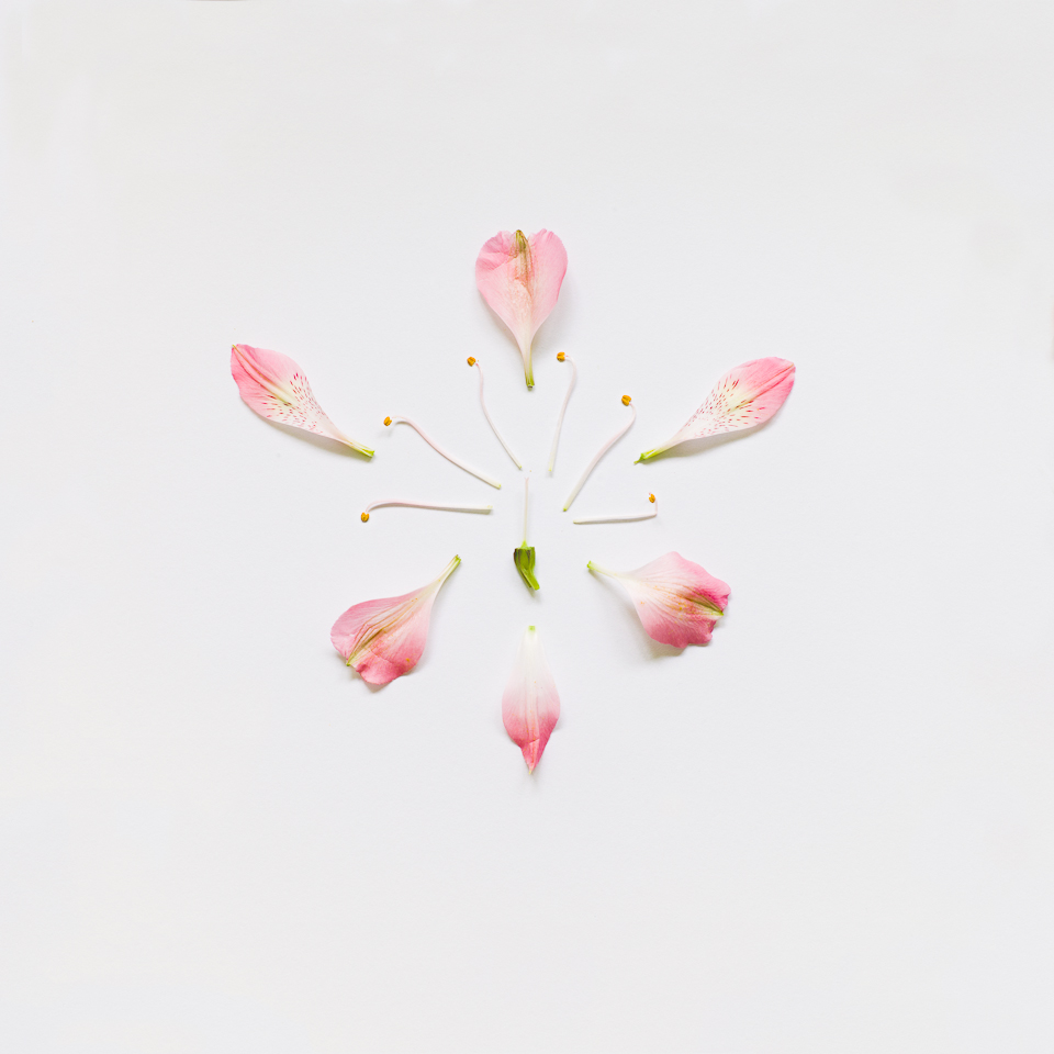 Simply Creative: Exploded Flowers by Fong Qi Wei