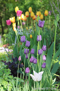 My Spring Garden Photos 2017