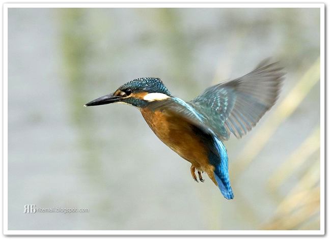 14 Awesome Gorgeous And Unusual Birds | Simply get it